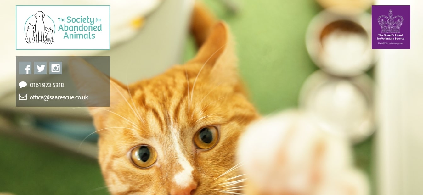 Top 5 Animal Shelters in Manchester [2026 ]